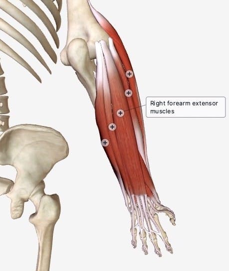 Lesson 35 – Forearm Extensors Stretch: Seated or Standing – Relieving ...